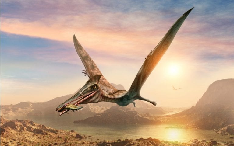 Largest flying animal in history identified: Study - The Federal