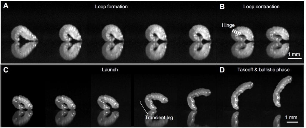 Chhota Bheem maggots puzzles biologist
