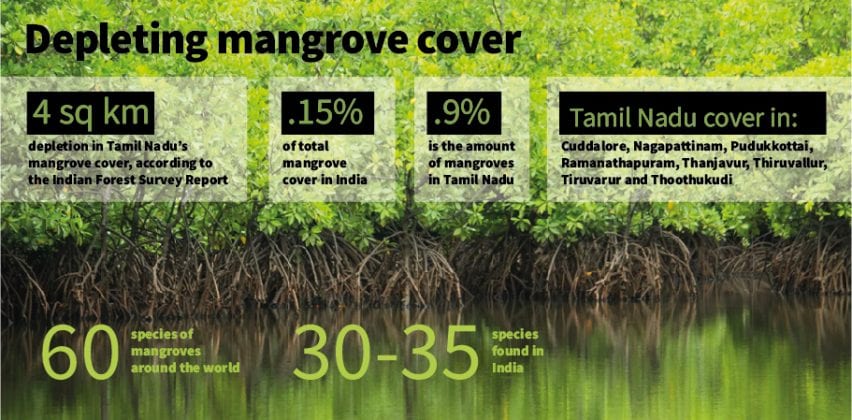 Sharp fall in Tamil Nadu’s mangrove cover, reveals forest survey report