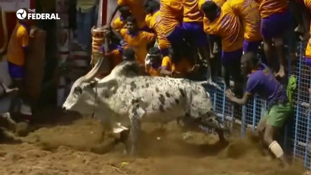 A raging bull called Ravan and the political import of taming it - The ...