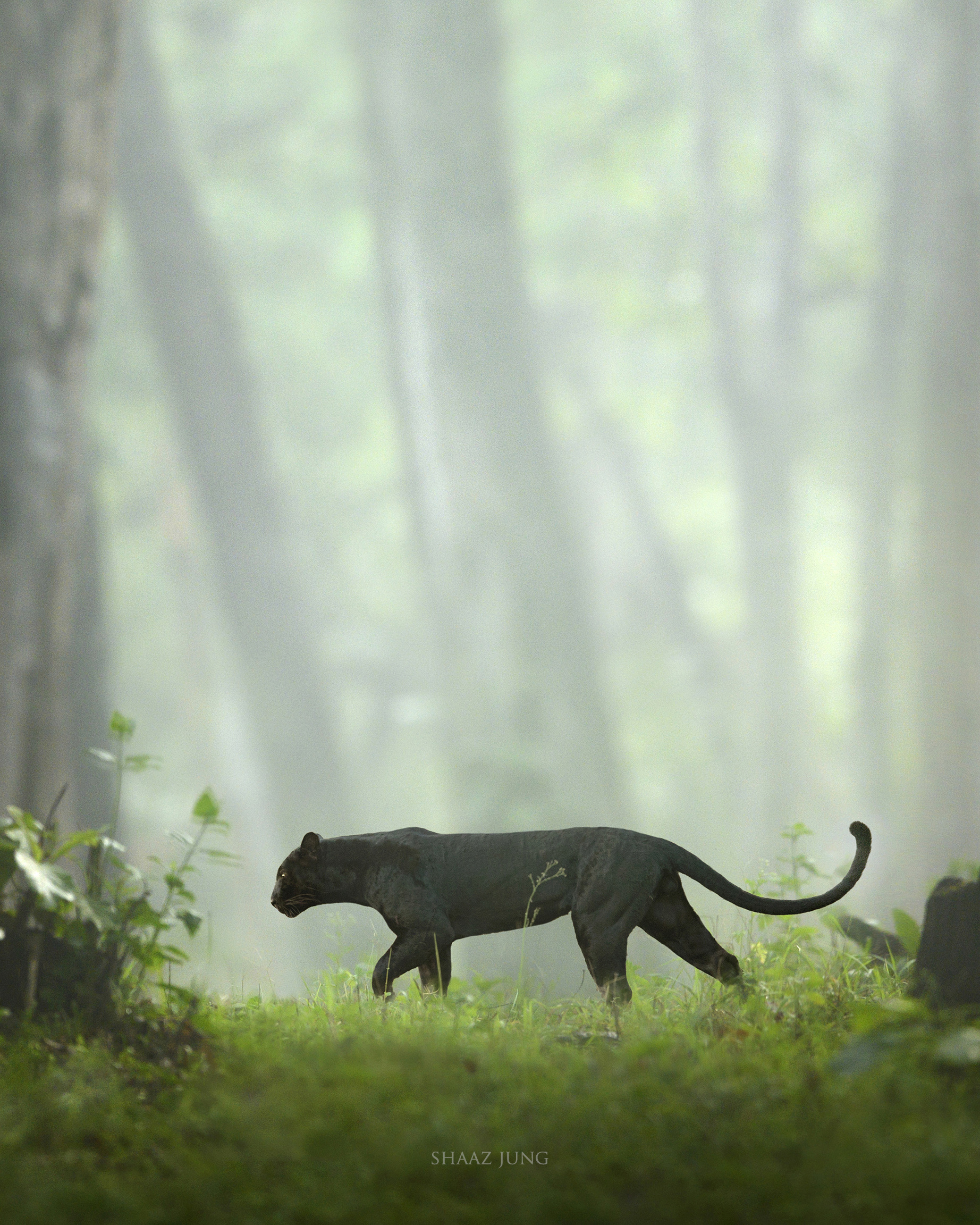 Three-year tracking of elusive black panther evolves into NatGeo ...