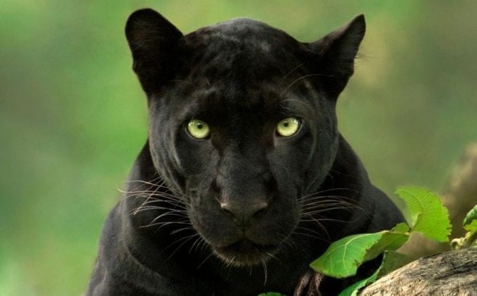 Three-year tracking of elusive black panther evolves into NatGeo ...