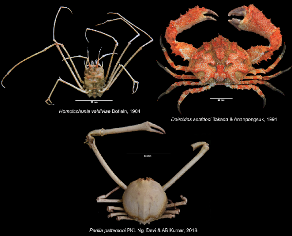 Brachyuran crabs of Indian Ocean and why they are vital to deep-water ...