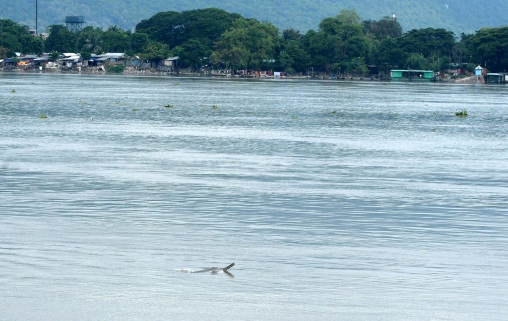Could Project Dolphin be India’s great leap to save the endangered species?