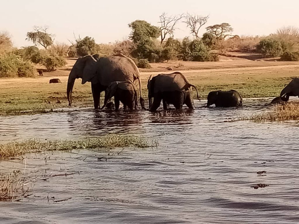 Mysterious elephant deaths in Coimbatore: A Botswana in the making?