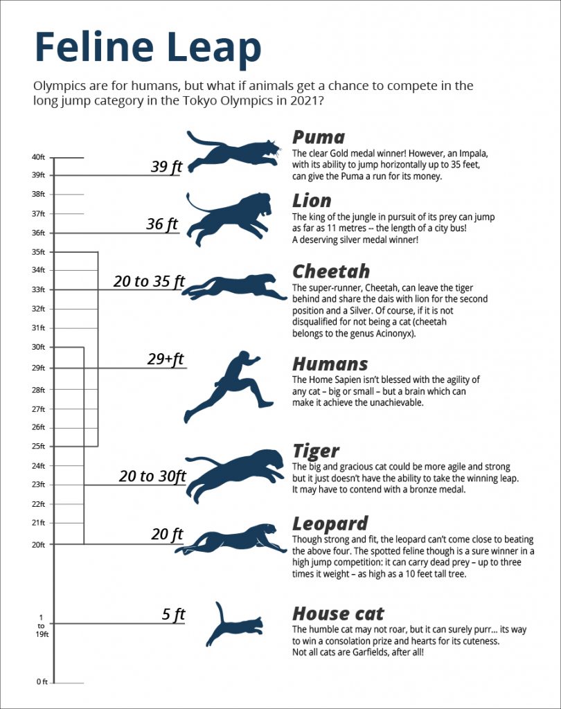 Watch this leopard jump a 6-foot-tall gate with ease