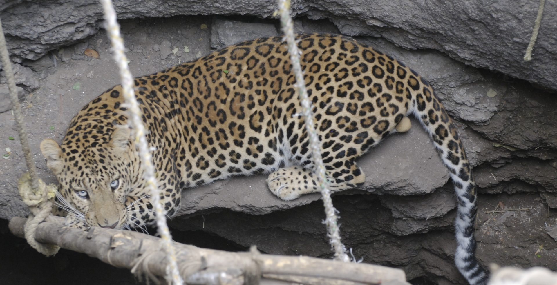 Green warriors of 2020: Six people who led the charge