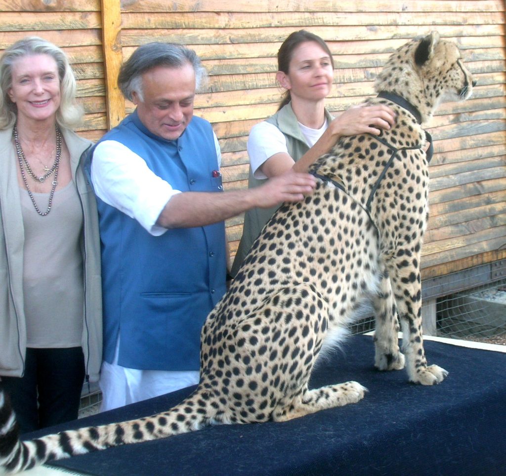 Cheetahs are coming back to India: The inside story of the homecoming ...