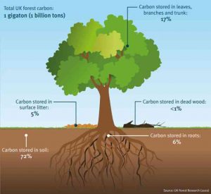 Trees alone cannot absorb all the CO2 from atmosphere