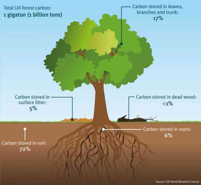 Trees alone cannot absorb all the CO2 from atmosphere