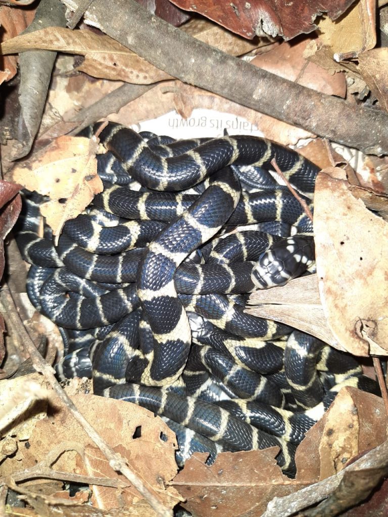 Watch: 30 king cobra hatchlings rescued, released in forest