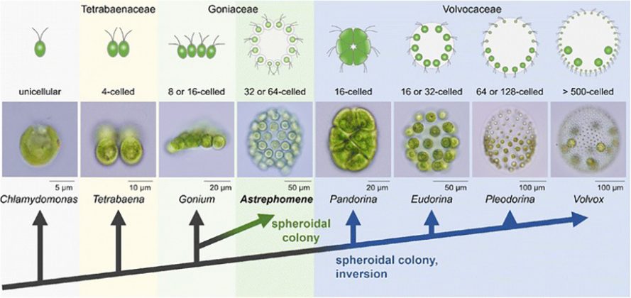 How single-celled creatures became multicellular