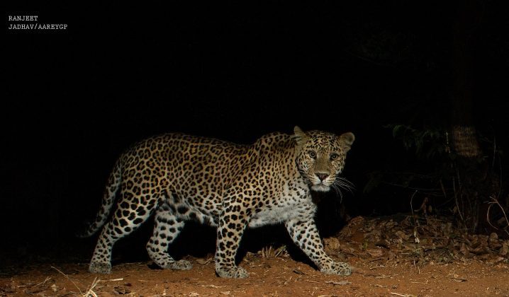 Maharashtra tribals believe ‘Waghoba’ is their saviour against animal ...