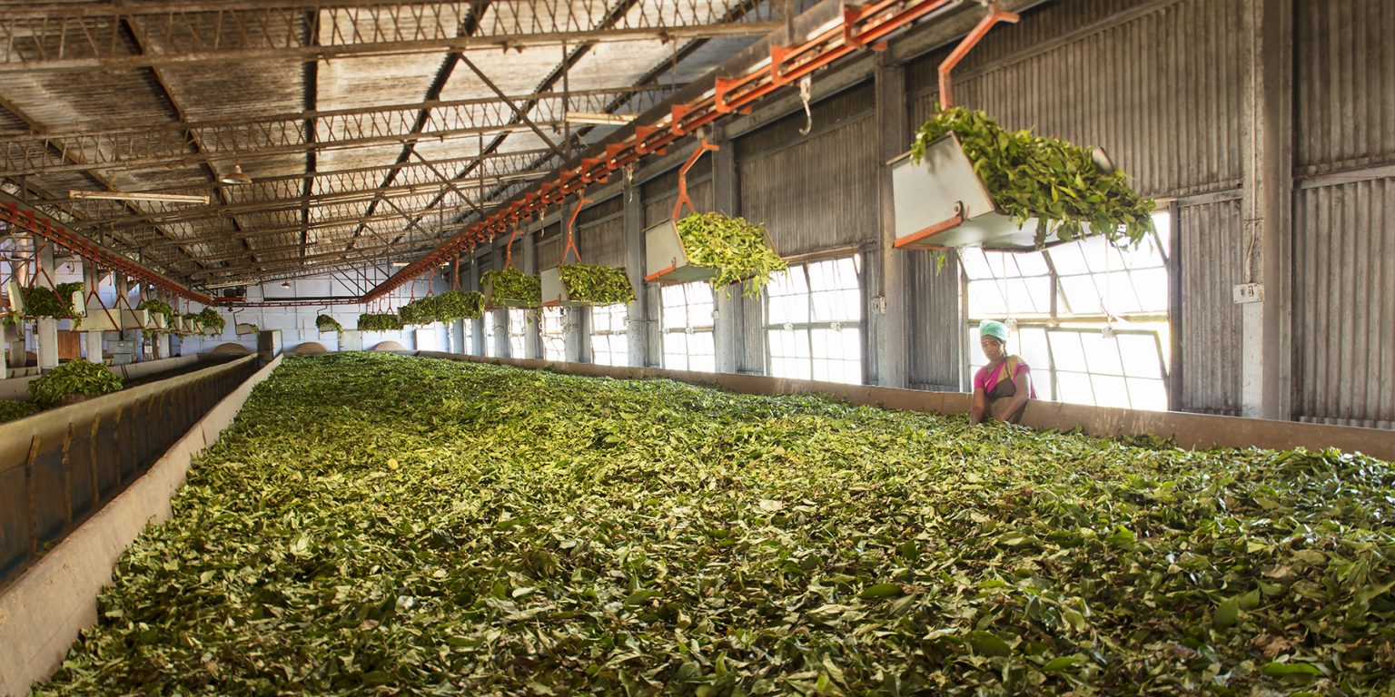 How Nilgiris tea redefined taste buds with fresh blends, brands