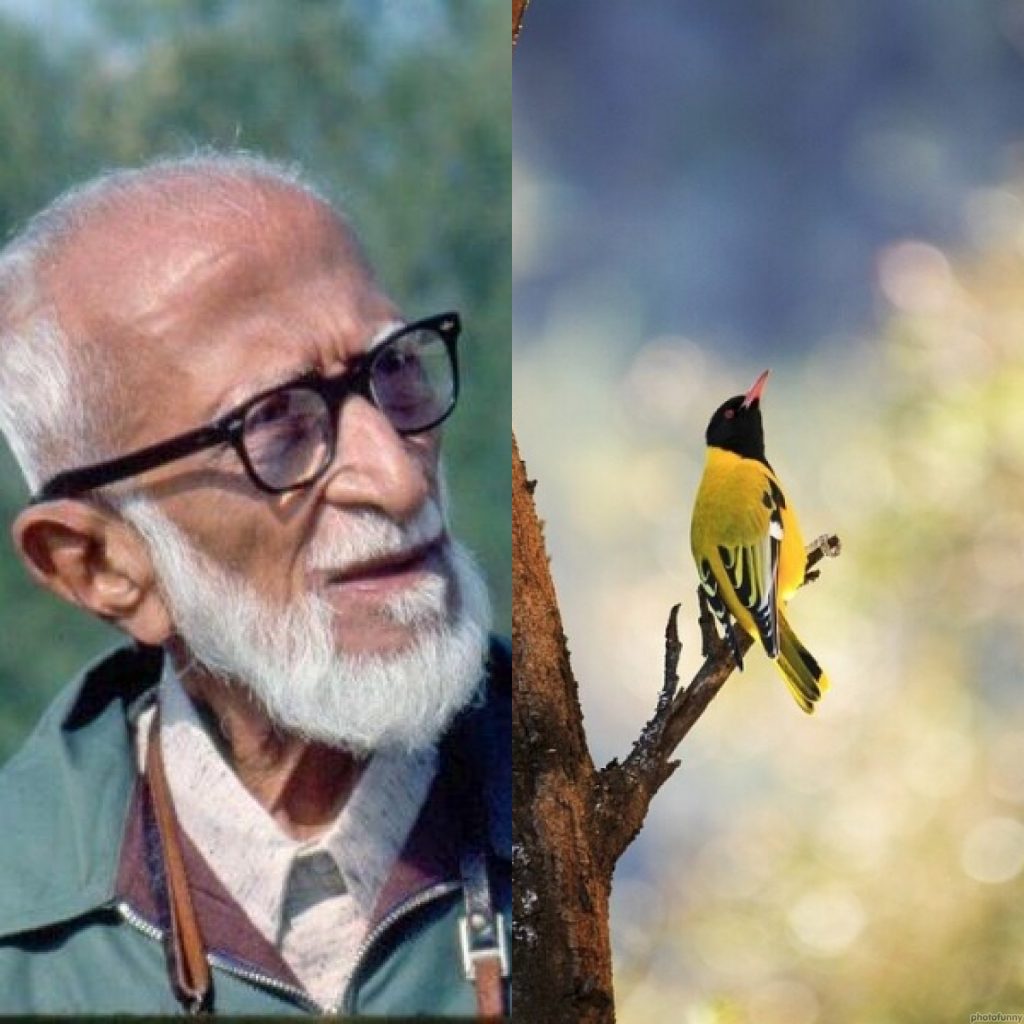 'Salim Ali Bird Count': A rare chance to know more about our feathered ...