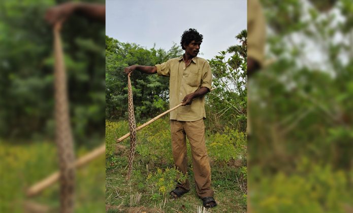 The biting worry of Irula snake-catchers