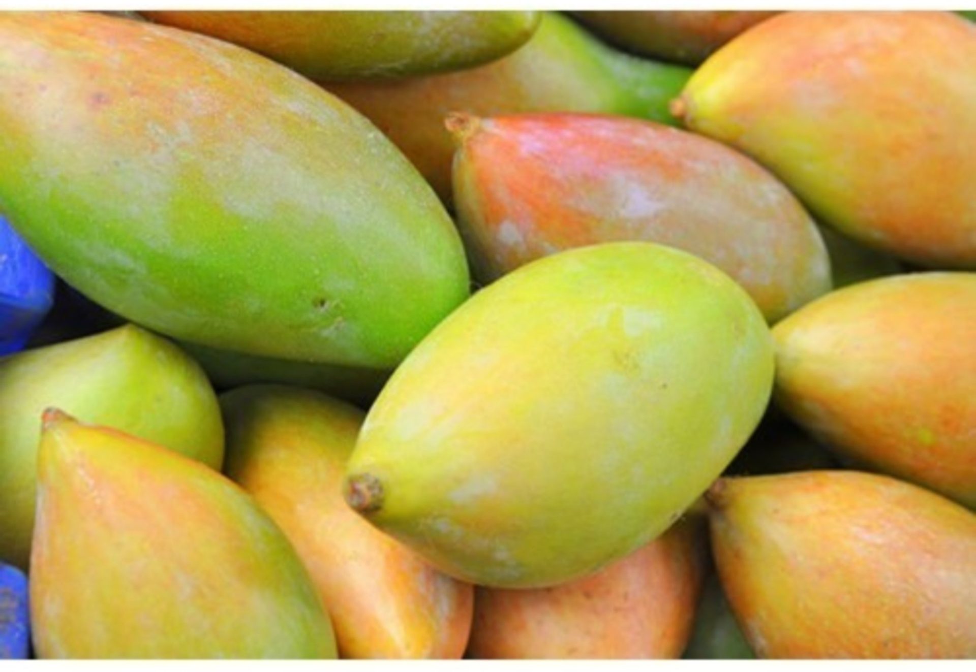 Season begins: Here are the top 10 mango varieties in India