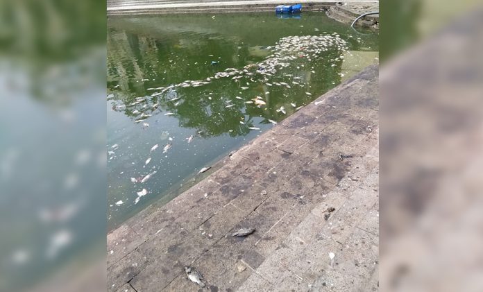 Scores of dead fish floating in Mumbai’s heritage tank raise concerns ...