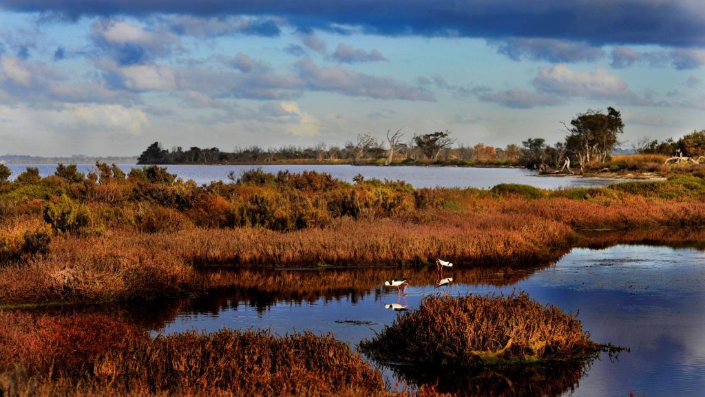 5 more Indian wetlands added to Ramsar list; Pallikaranai among 3 in TN ...