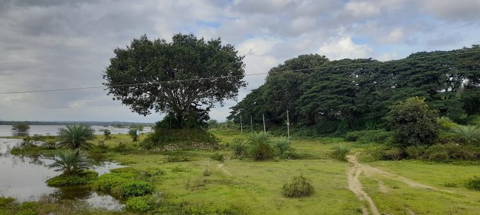 Encroachments eat into Bengaluru’s Hesaraghatta grasslands, imperil ...
