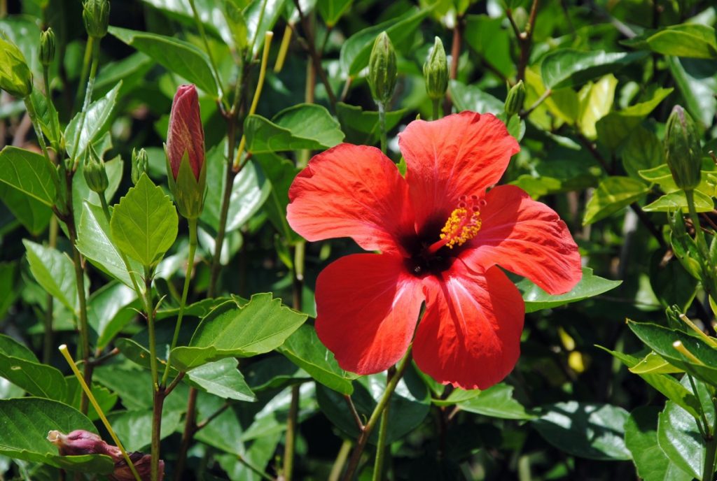 How a shrub became part of a family tree
