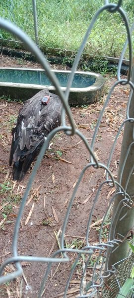 A stranded lone vulture, and its relocation from TN to Rajasthan