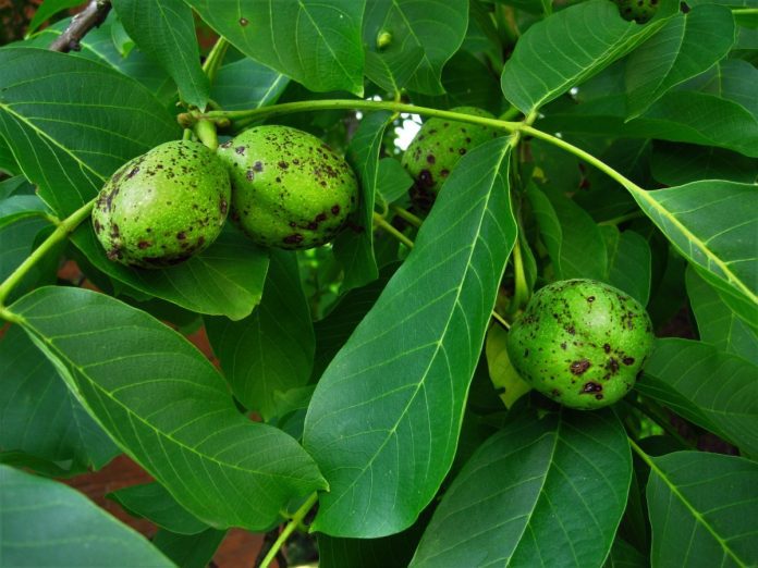 How a shrub became part of a family tree - The Federal