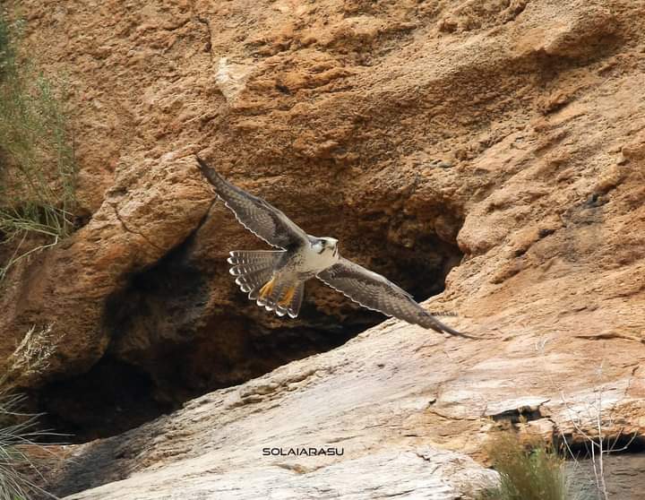 How the laggar falcon helped TN's Arittapatti get Biodiversity Heritage ...