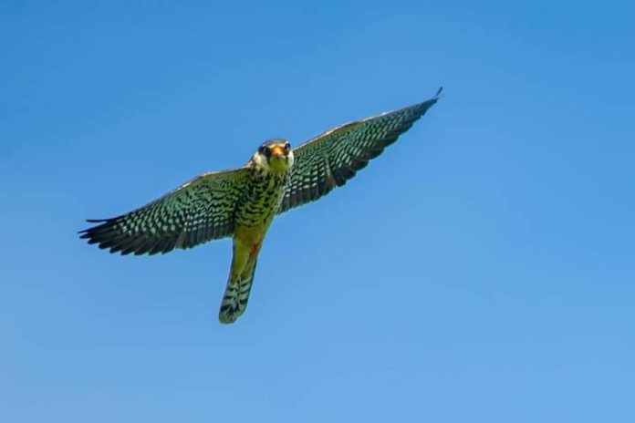 Wildlife lensman Ramki: A conservationist, and saviour of Amur falcons