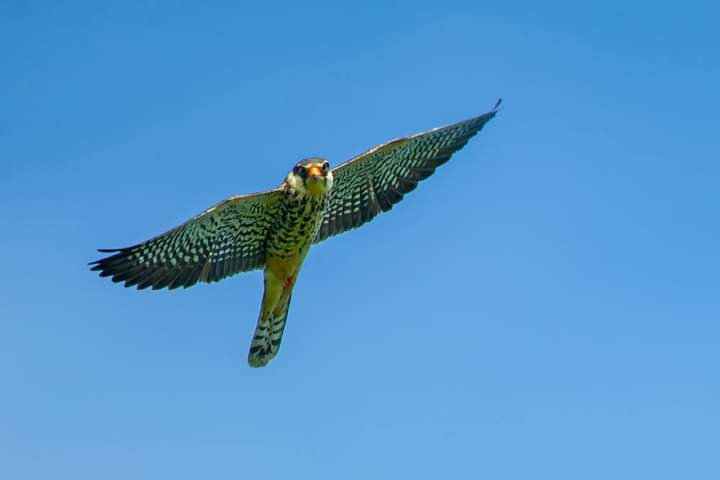 Wildlife lensman Ramki: A conservationist, and saviour of Amur falcons