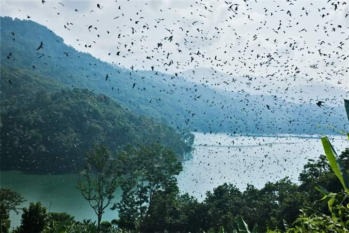 Wildlife lensman Ramki: A conservationist, and saviour of Amur falcons