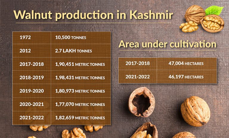 Why Kashmir’s walnut trees are yielding peanuts | Why Kashmir’s walnut ...