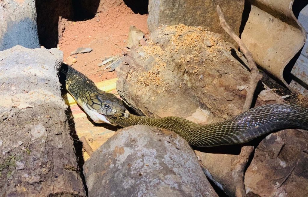 Why King Cobras are getting ‘Aadhaar numbers’ in Western Ghats