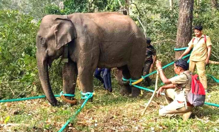 How Kumkis with ‘criminal past’ led the Kerala elephant capture operation | How Kumki elephants ...