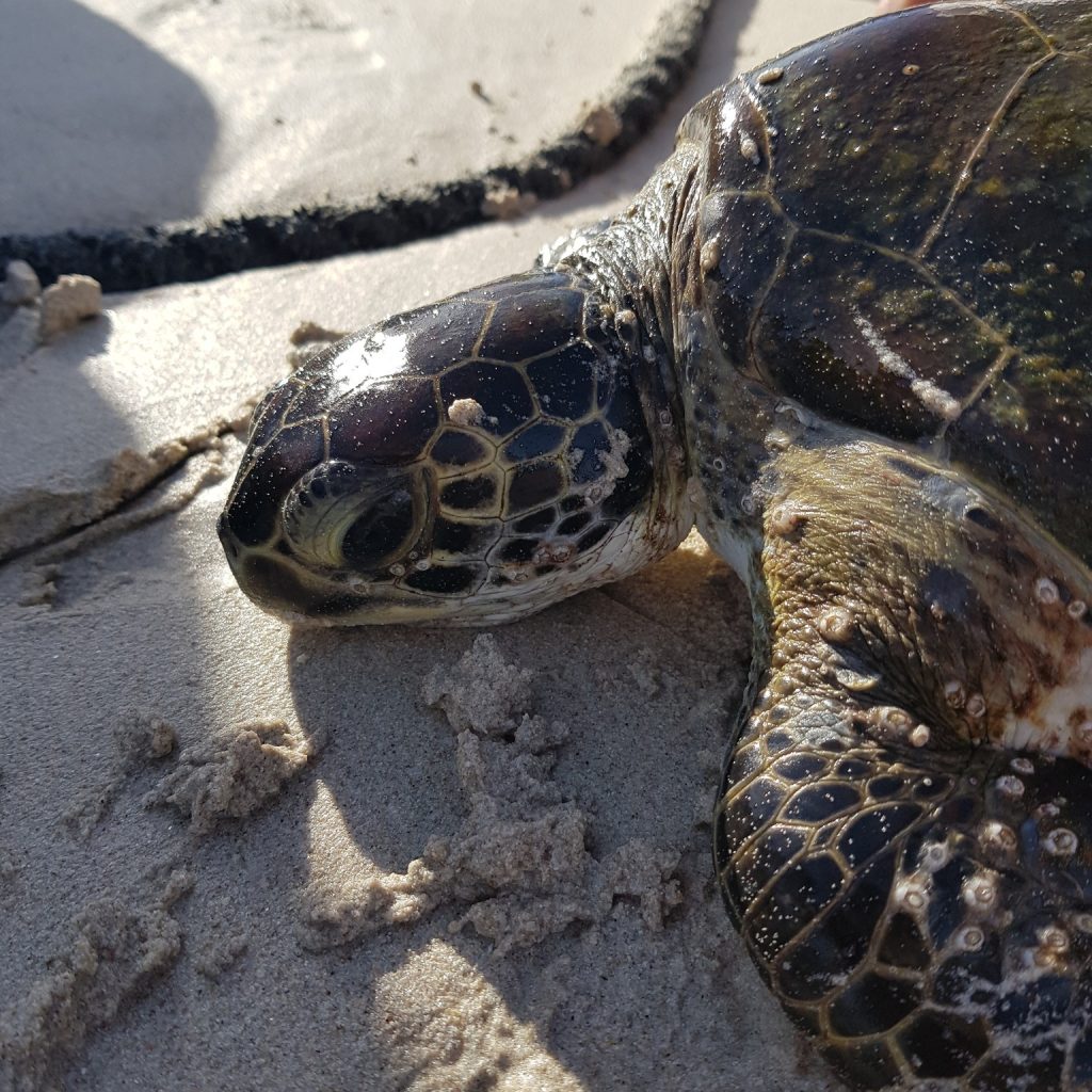 Olive Ridley turtle nesting site in Dabhol project's backyard faces threat