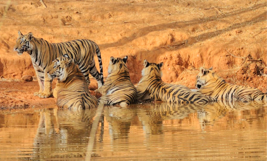Why India's two famous tigresses have a penchant for multiple sex partners