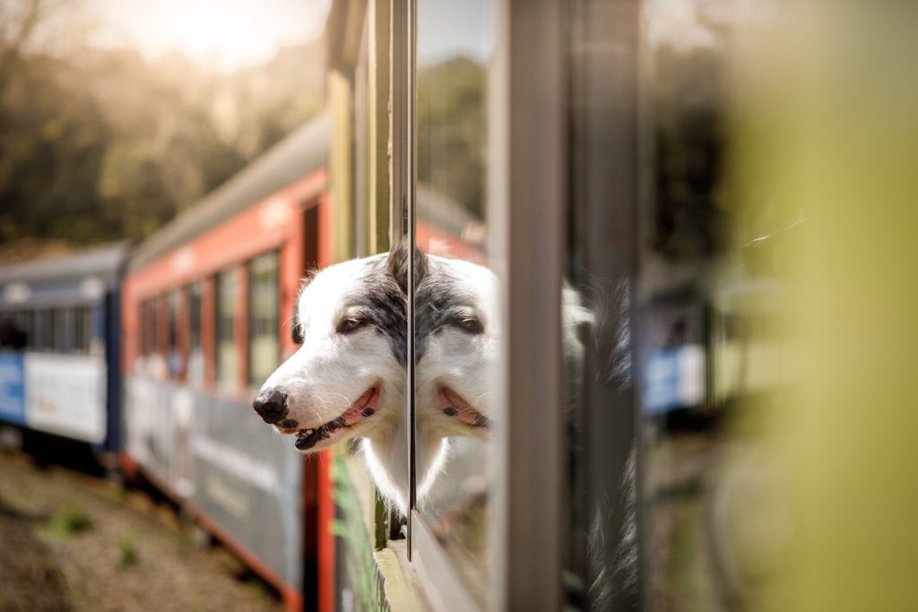 Train travel with pet? Here's how you can book tickets via IRCTC portal