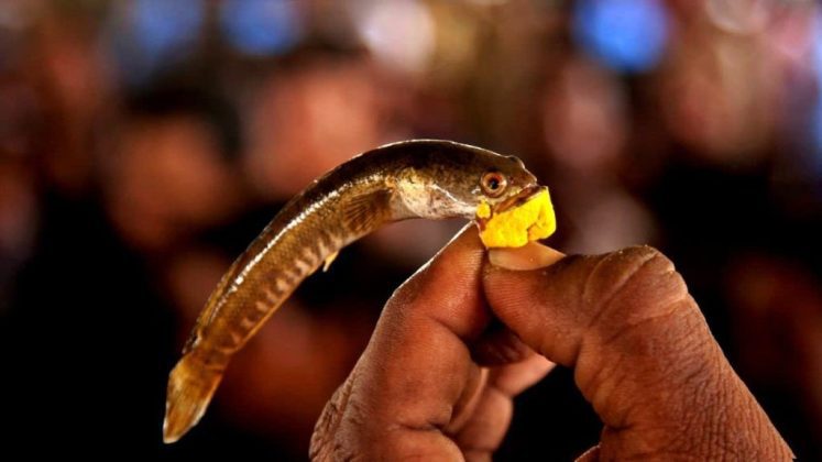 Fish prasadam for 'asthma cure' in Hyderabad: All you need to know ...