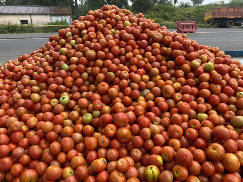Ground report II | How mafia manipulation led to low tomato yield in Kolar