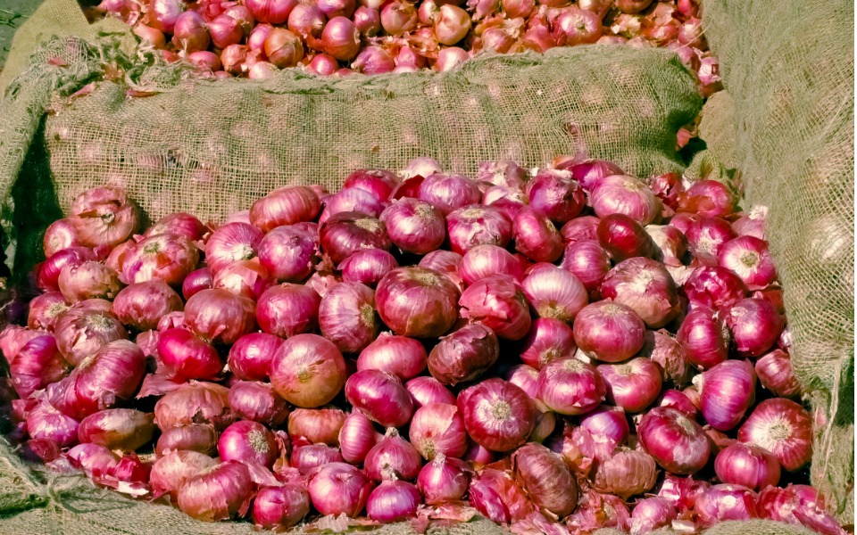 Govt imposes 40% export duty on onions till December 31