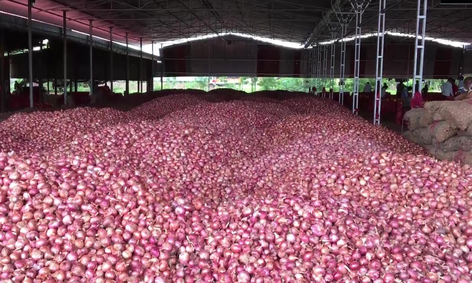 Maharashtra: Unseasonal rains dampen mood in onion farming belt