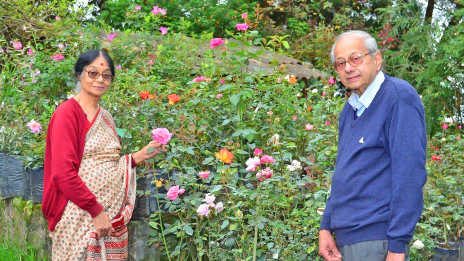 Coming up roses: A couple’s quest to add colours and variety to the ...