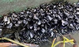 Invasive Caribbean false mussel species wiping out native clams ...