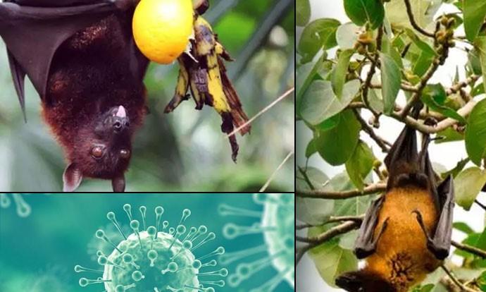 How did the deadly Nipah virus gets its name?