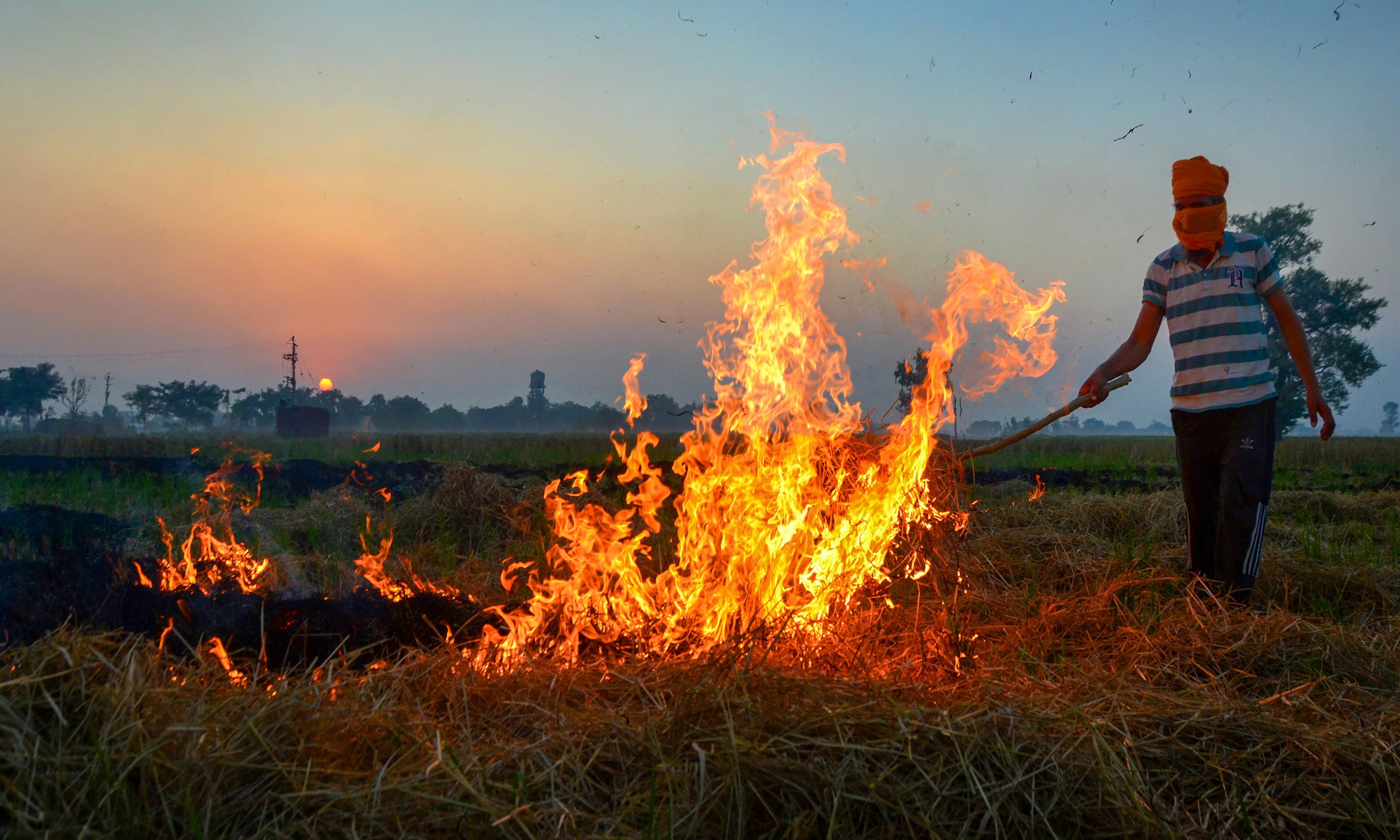 70% decrease in Punjab's stubble burning incidents: Report informs NGT