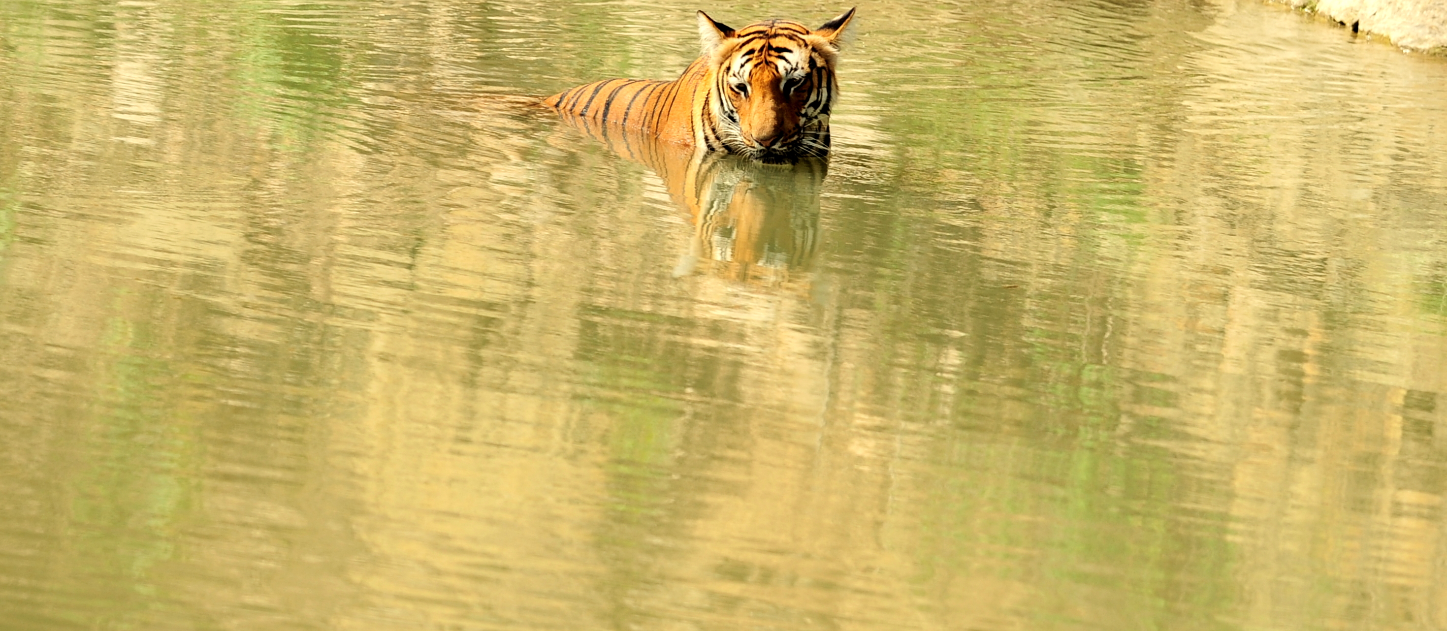 Tiger kills man in Jim Corbett Tiger Reserve's Dhikala zone