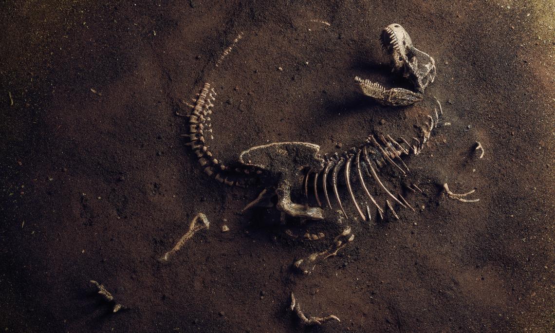 Africans discovered dinosaur fossils long before term ‘palaeontology ...