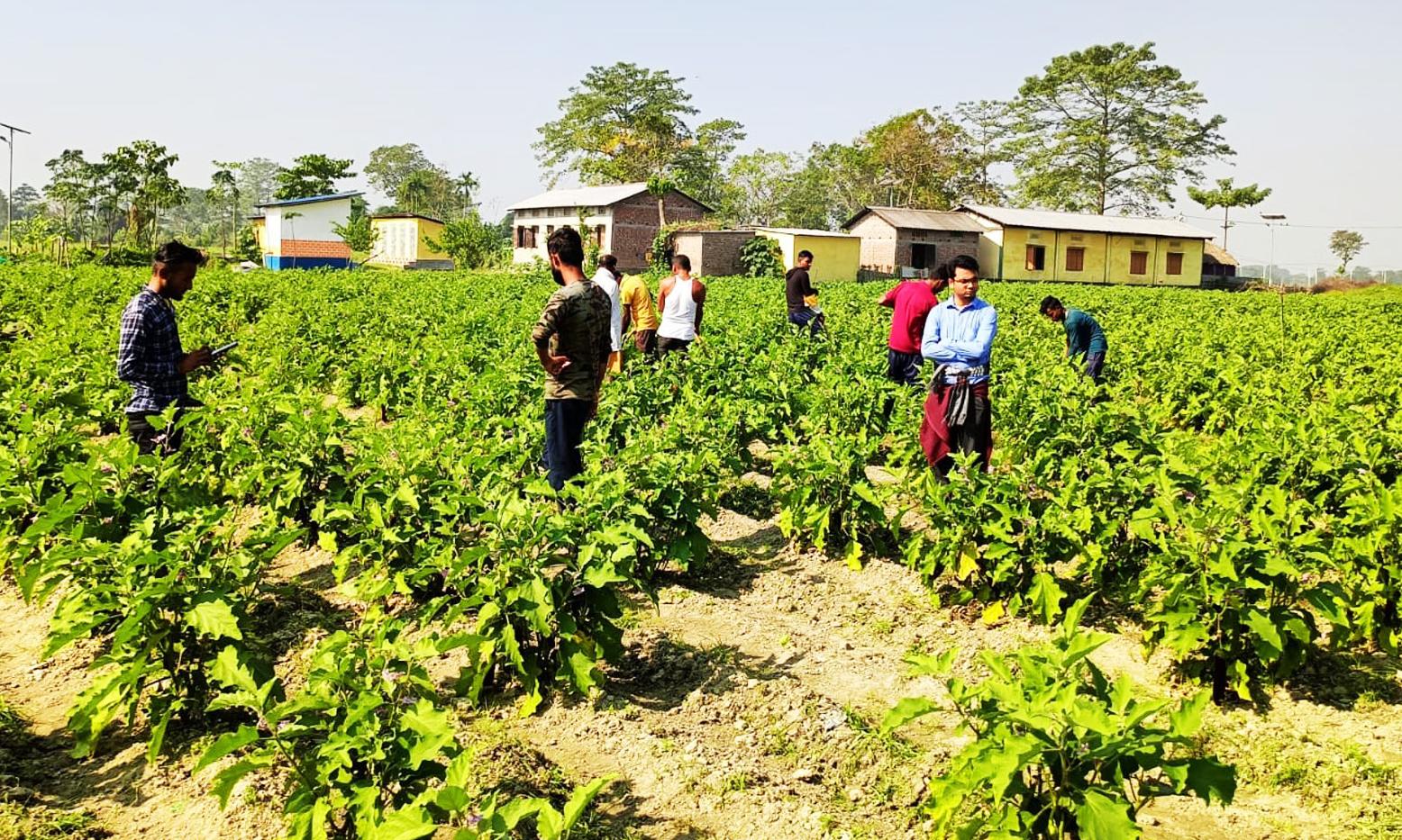 Assam's Garukhuti Project: Green shoots creator or white elephant?