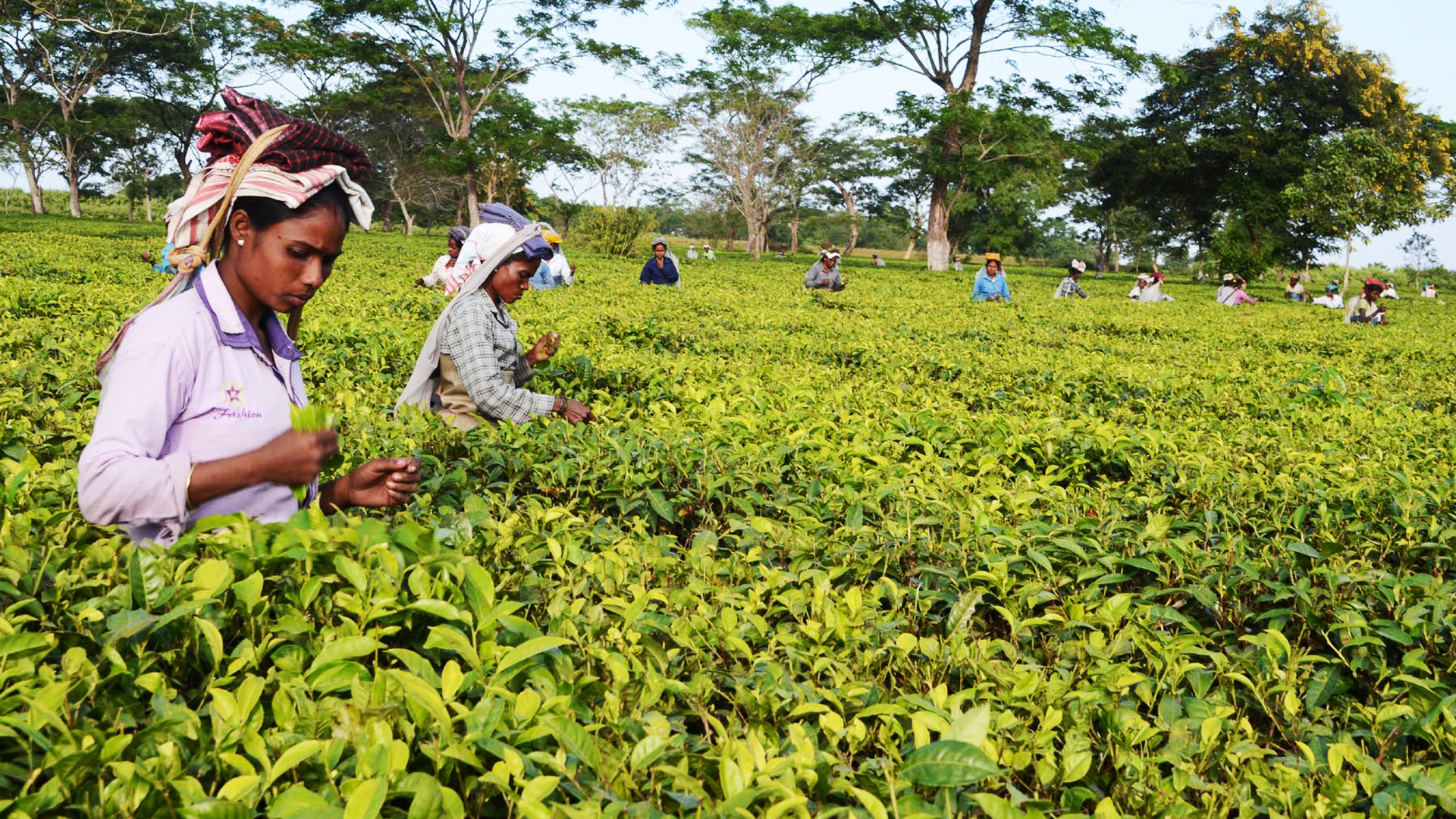 Modi’s unfulfilled guarantee: Why tempers are boiling among Assam’s tea ...