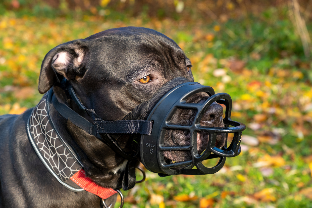 Explainer: How best pet owners can handle their 'ferocious' dogs